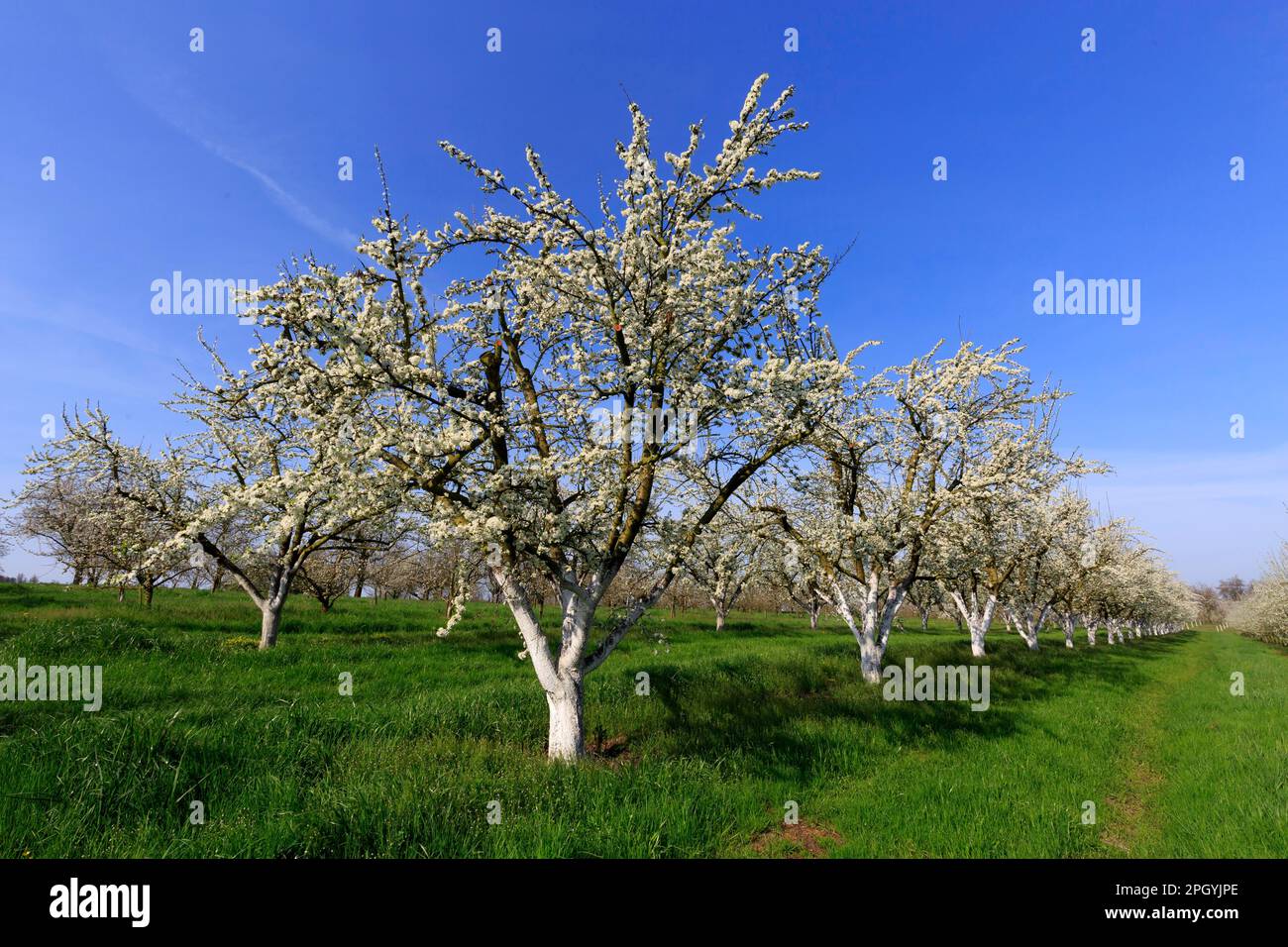 Spring, Achern, tree, fruit tree, flowering cherry trees, Northern ...