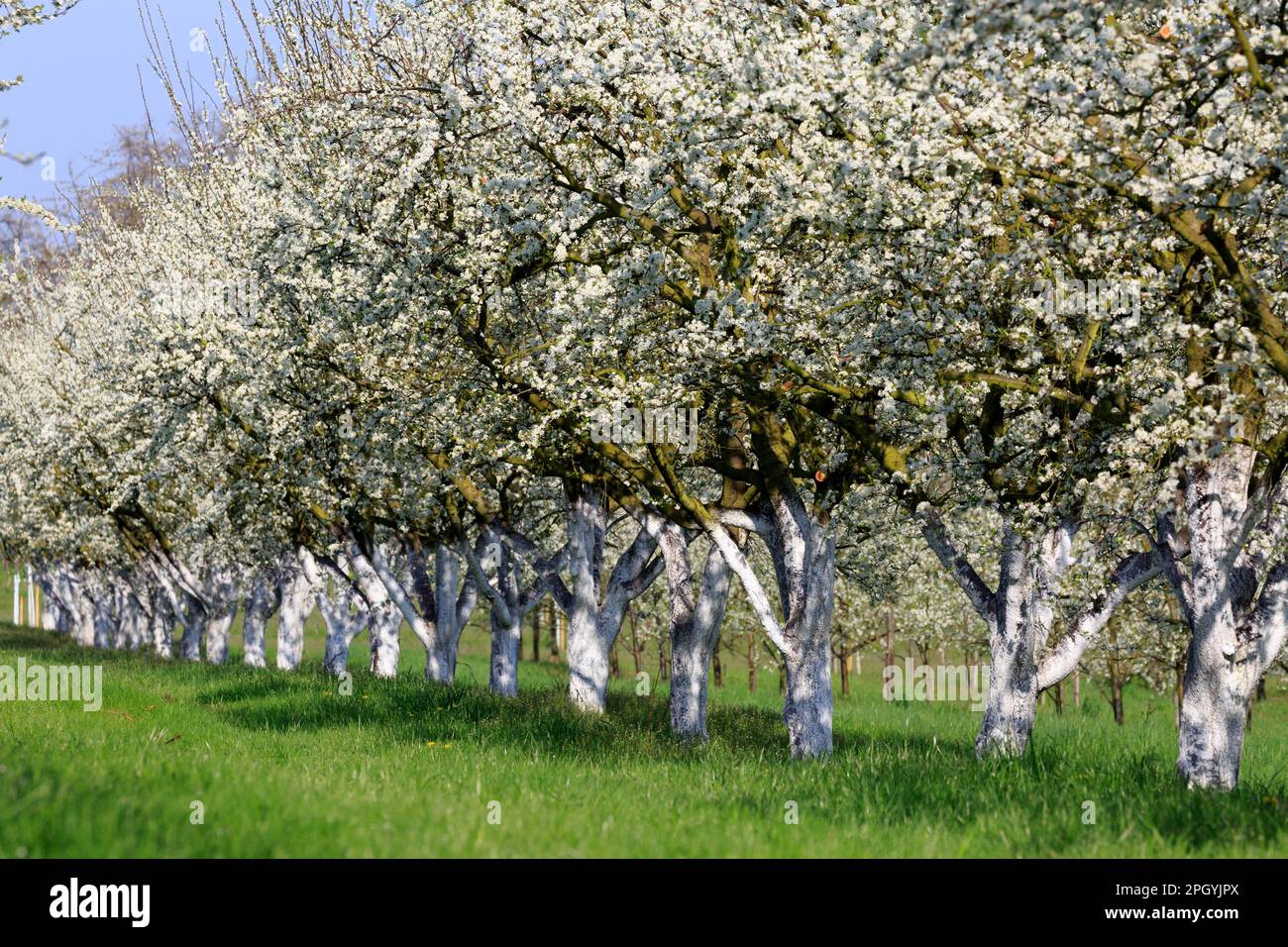 Spring, Achern, tree, fruit tree, flowering cherry trees, Northern ...