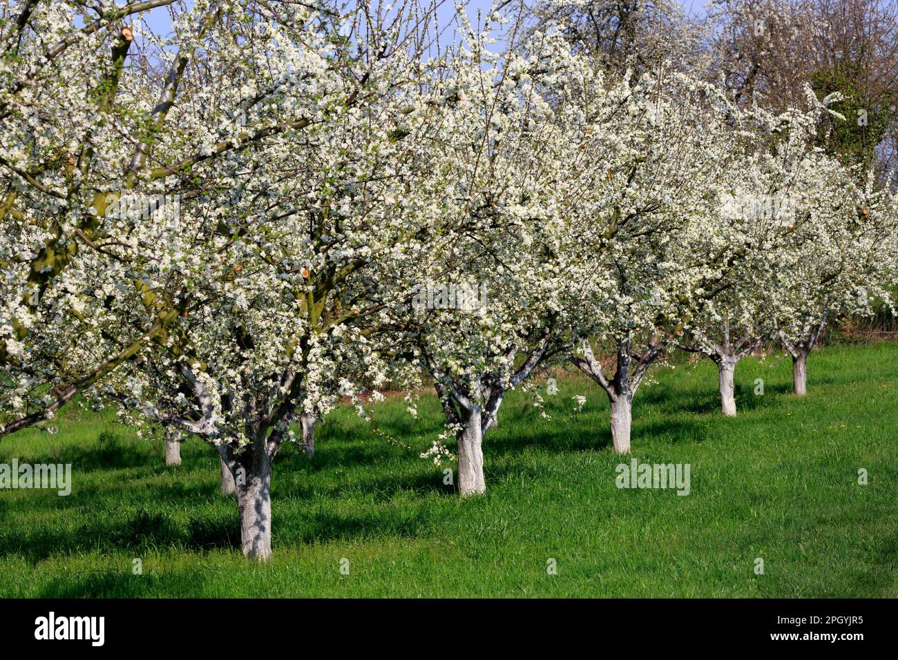 Spring, Achern, tree, fruit tree, flowering cherry trees, Northern ...