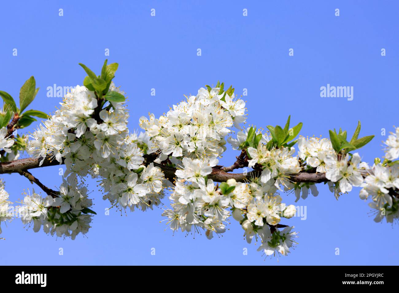 Spring, Achern, tree, fruit tree, flowering cherry trees, Northern ...