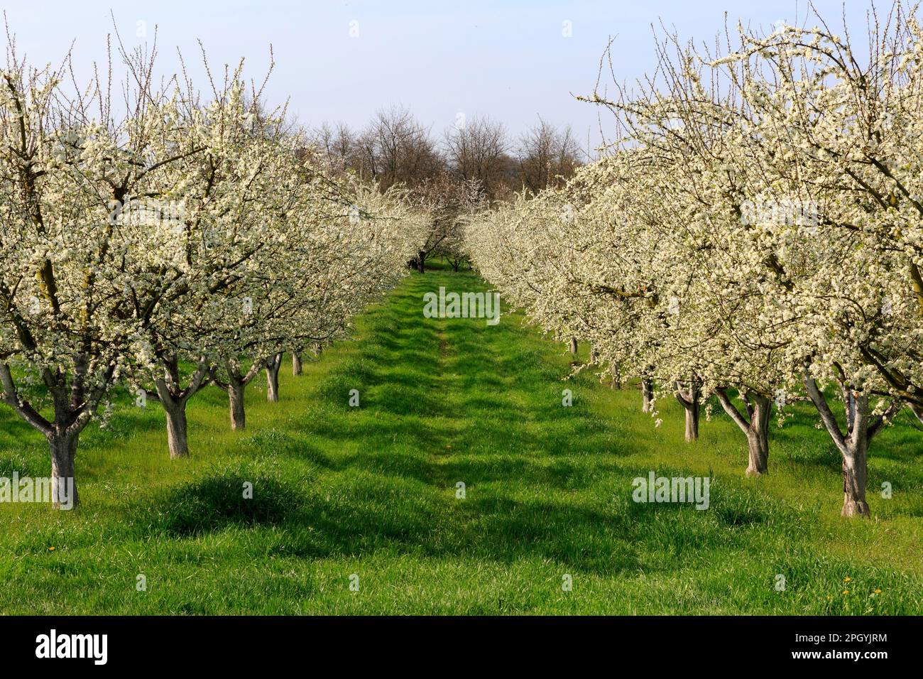 Spring, Achern, tree, fruit tree, flowering cherry trees, Northern ...