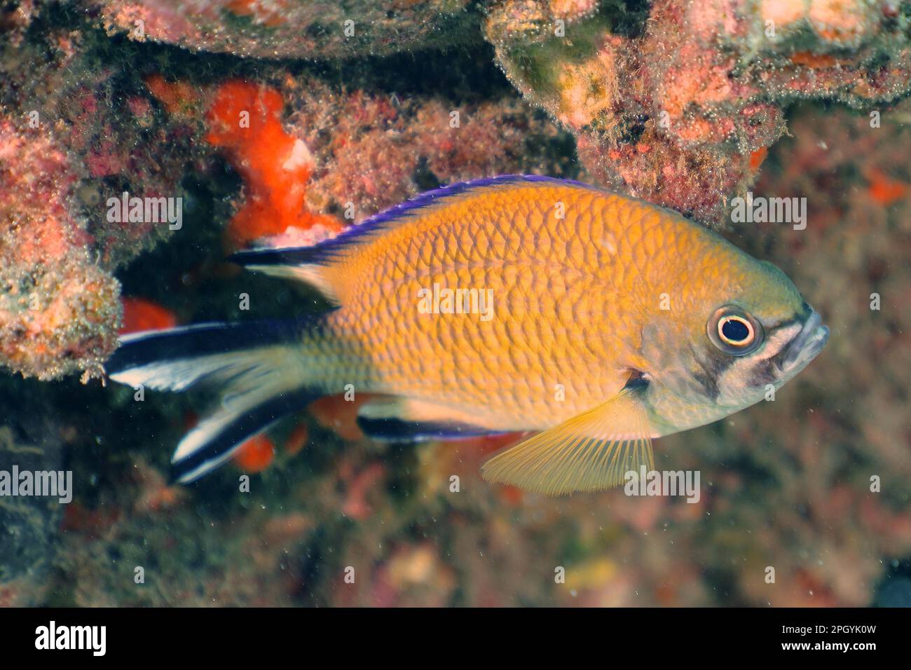 Atlantic monkfish (Chromis limbatus), El Cabron marine reserve dive ...