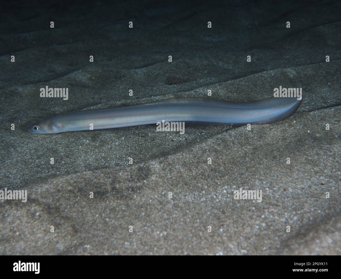 Golden Balearic Sea Eel (Ariosoma balearicum) at night. Dive site El ...