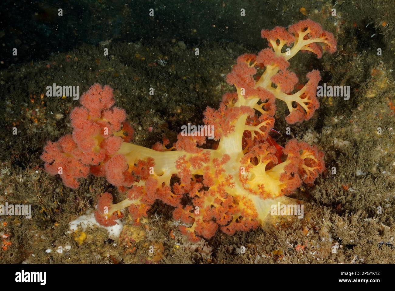 Red tree coral (Dendronephthya) in a cave. Aliwal Shoal Dive Site ...