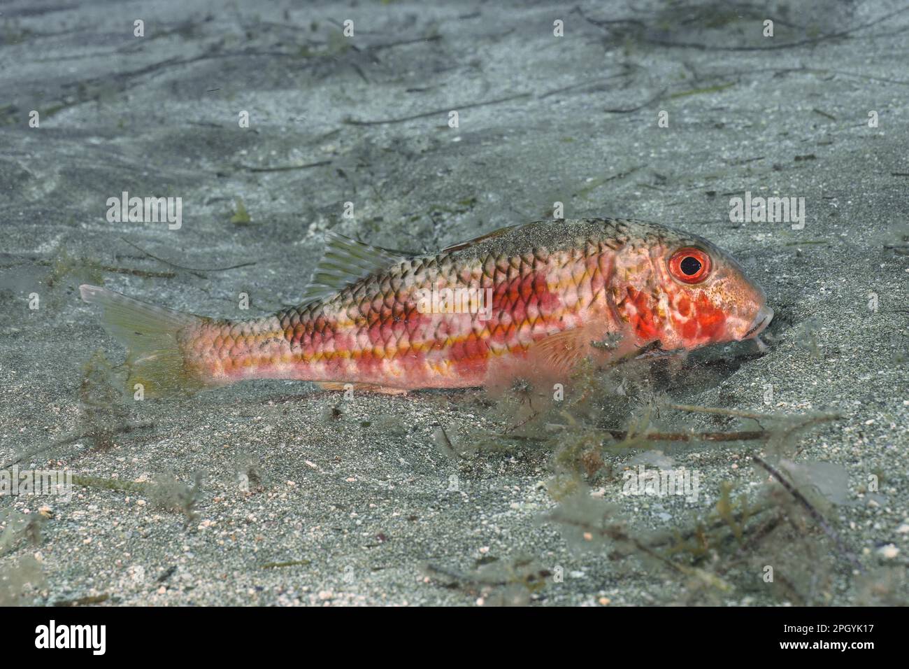 Striped red mullet (Mullus surmuletus) foraging. Dive site El Cabron ...