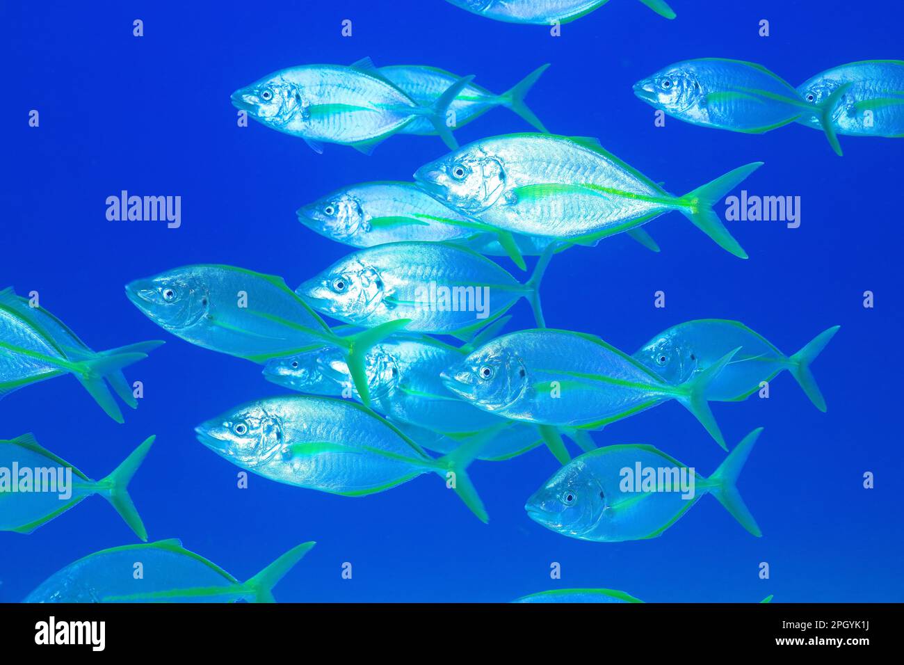 Atlantic spanish mackerel hi-res stock photography and images - Alamy