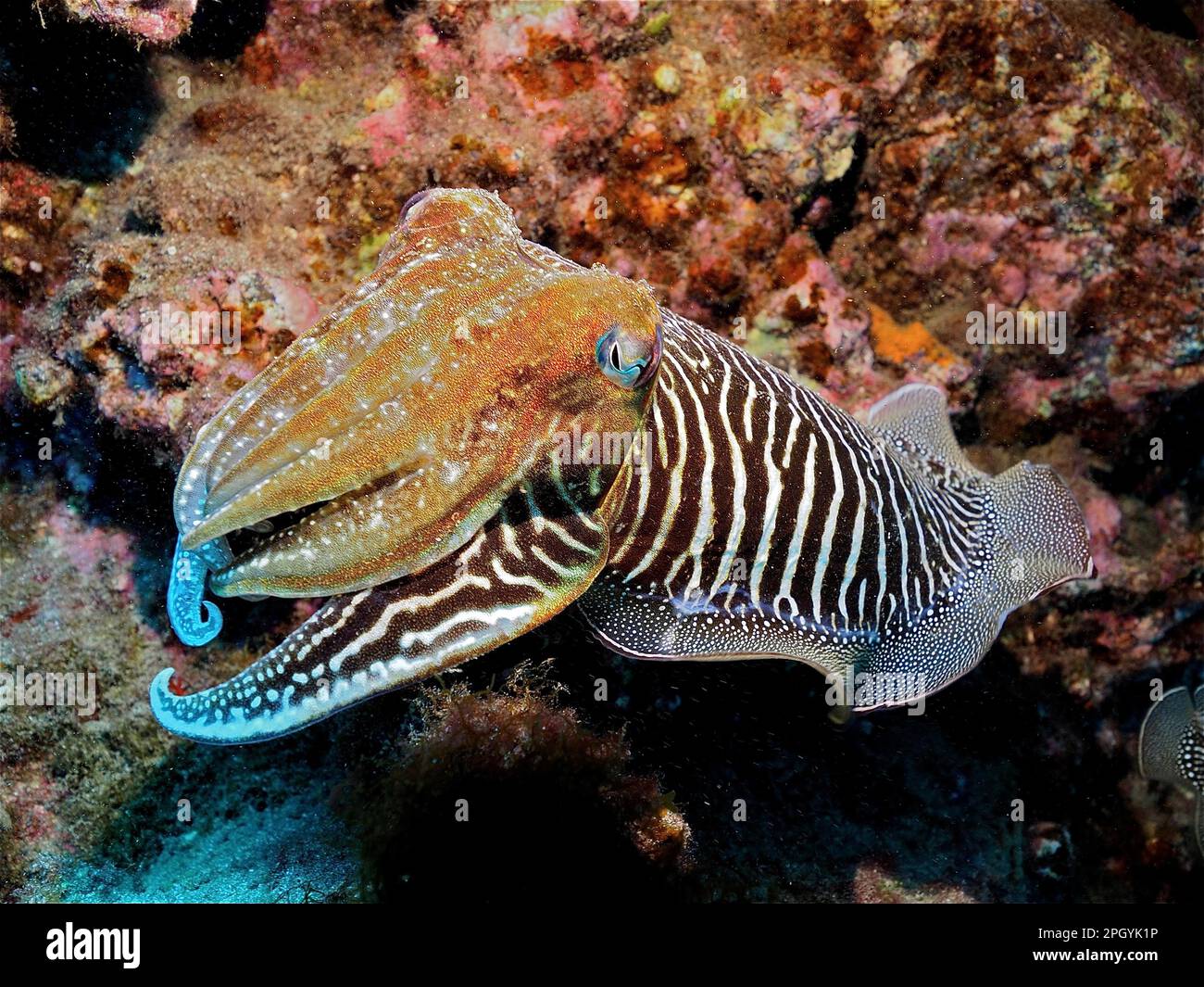 Common cuttlefish (Sepia officinalis), El Cabron marine reserve dive ...