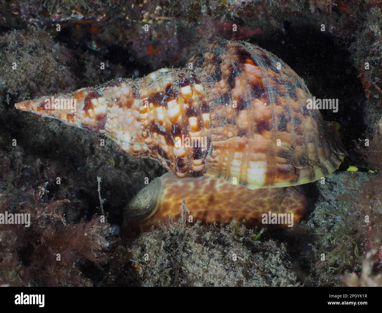 Atlantic triton (Charonia variegata) at night. Dive site El Cabron ...