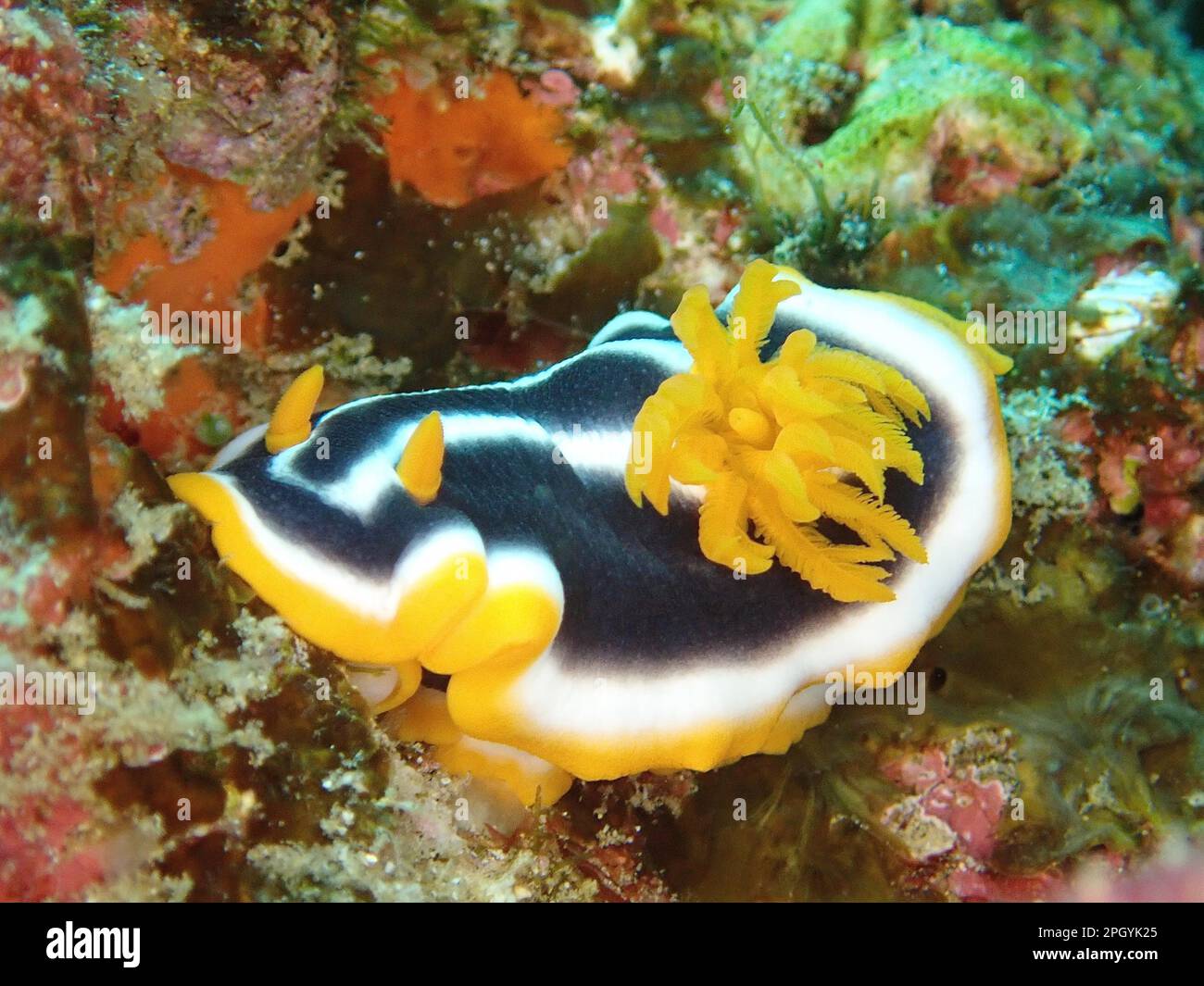 Africa star snail (Chromodoris africana), Sodwana Bay National Park ...