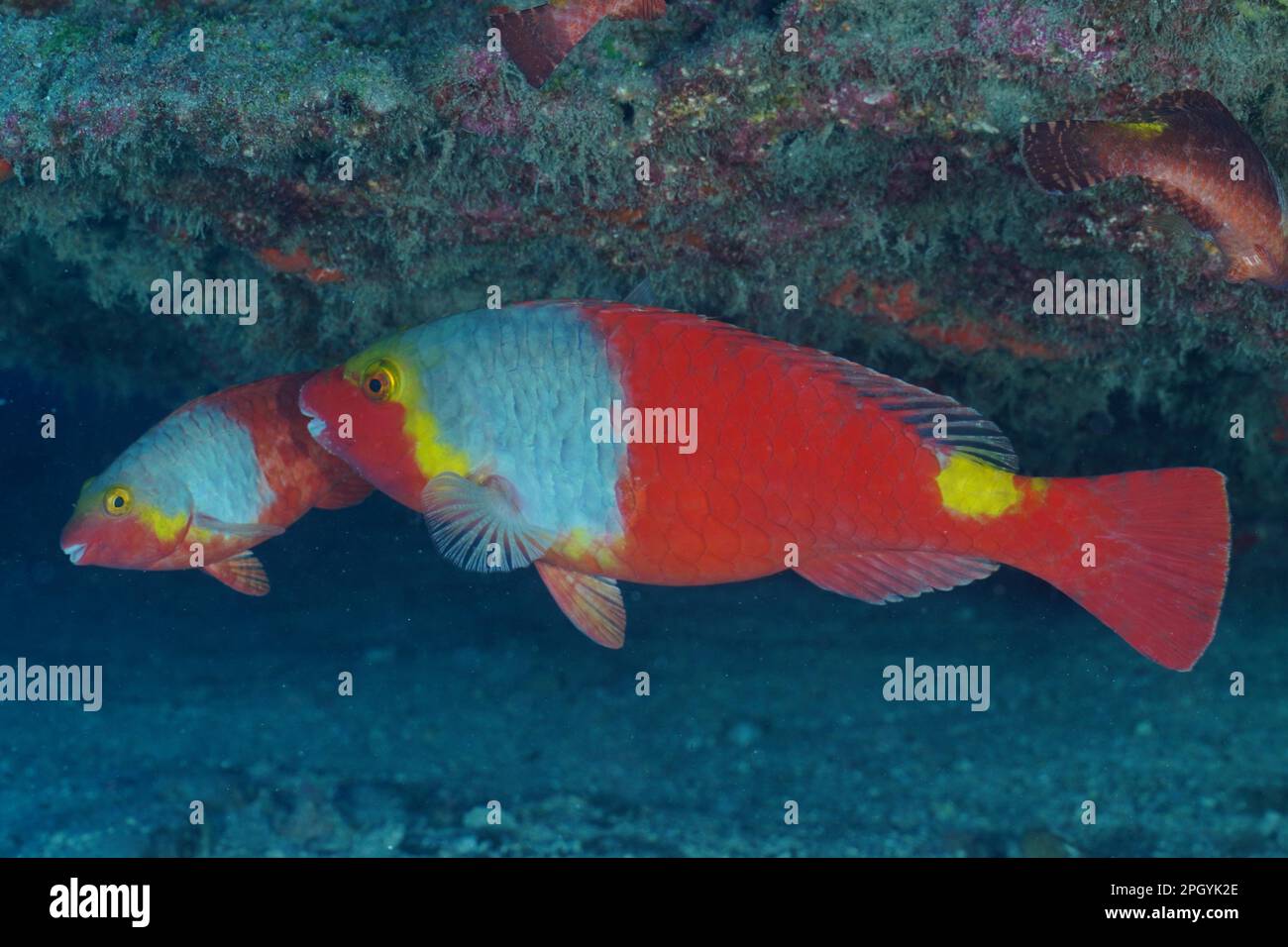 Mediterranean parrotfish (Sparisoma cretense), Pasito Blanco reef dive ...