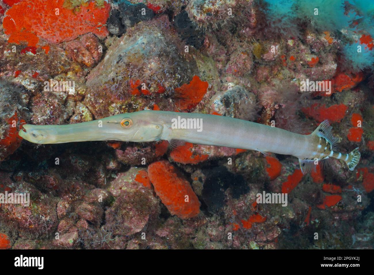 Atlantic cornetfish hi-res stock photography and images - Alamy
