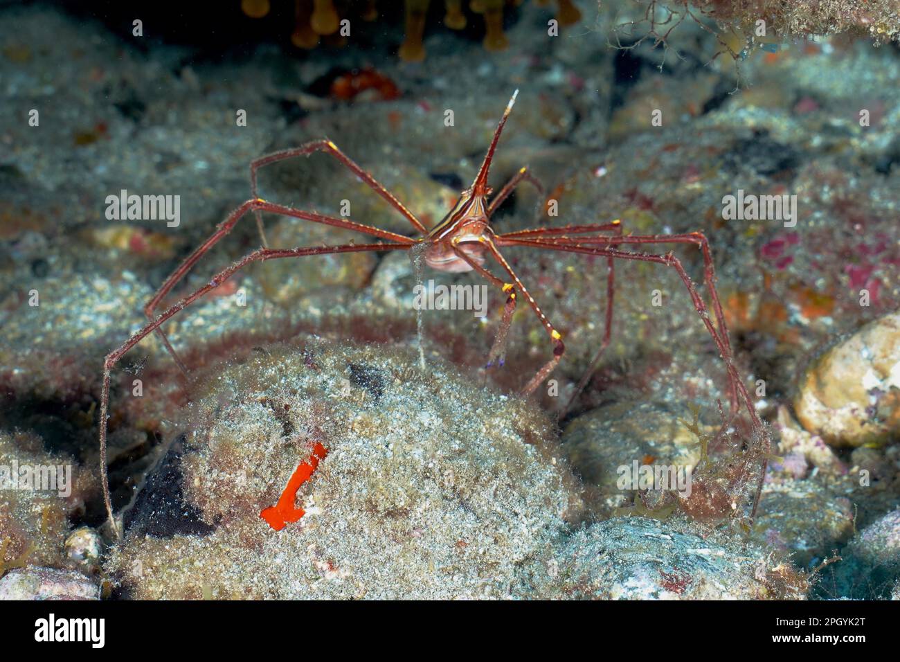 Arrow crab (Stenorhynchus lanceolatus), Pasito Blanco reef dive site ...