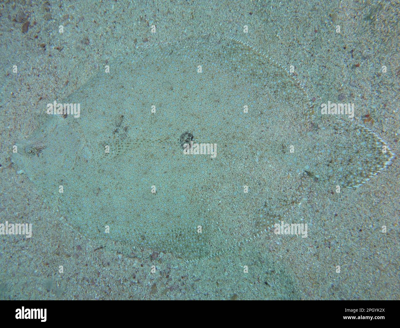 Well camouflaged peacock flounder (Bothus mancus) from above. Dive site ...