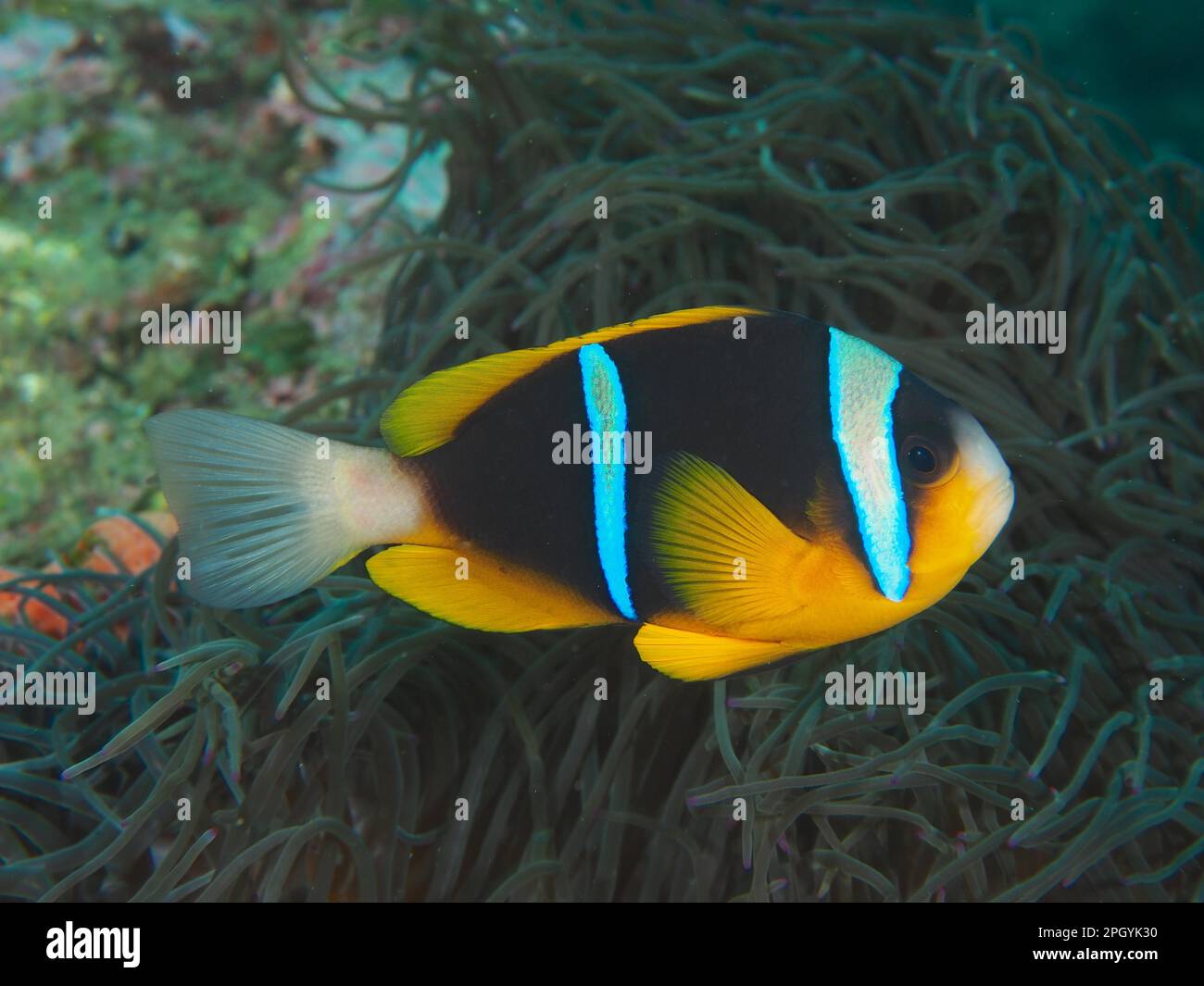 Allards clownfish (Amphiprion allardi) in its sea anemone. Aliwal Shoal ...