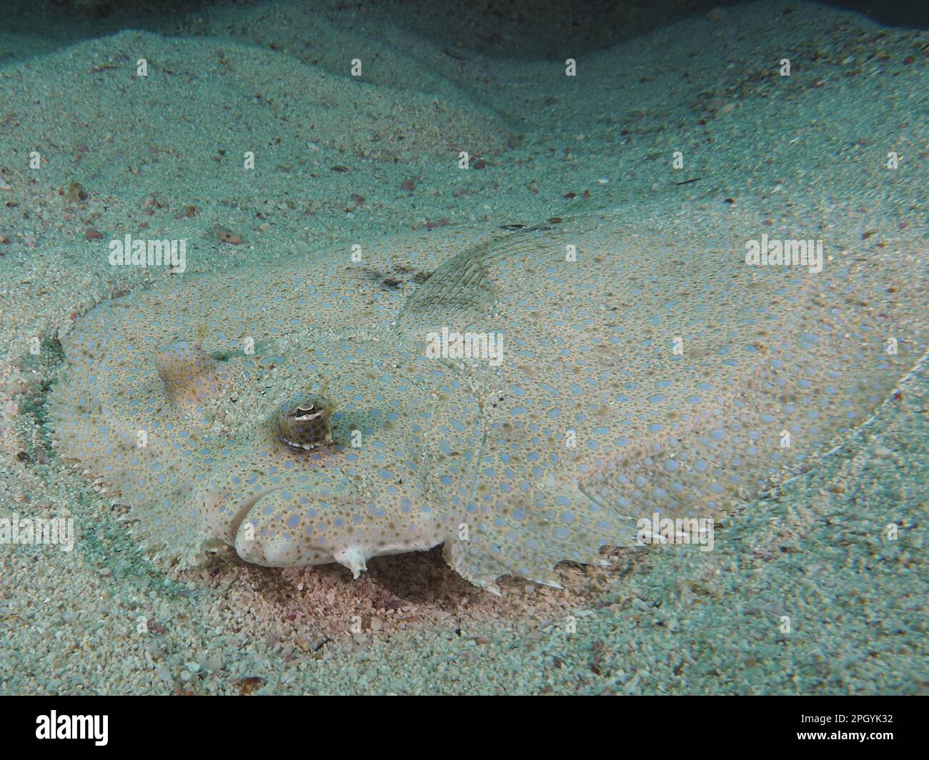 Portrait of peacock flounder (Bothus mancus) from above. Dive site ...