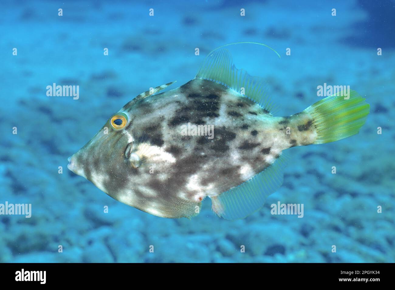 Brown filefish (Stephanolepis hispidus), Pasito Blanco reef dive site ...