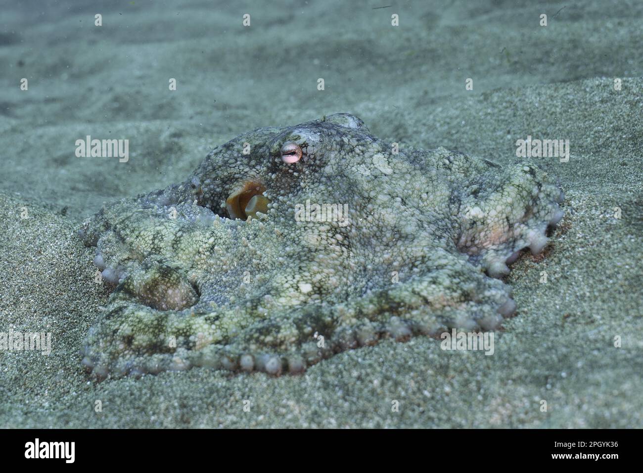 Well camouflaged common octopus (Octopus vulgaris), El Cabron marine ...