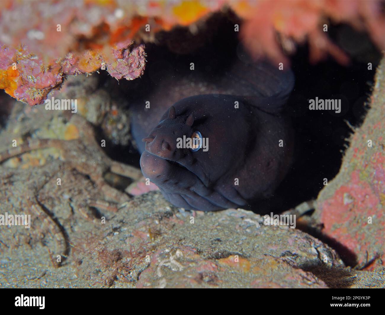 Black moray eel (Muraena augusti), El Cabron marine reserve dive site ...
