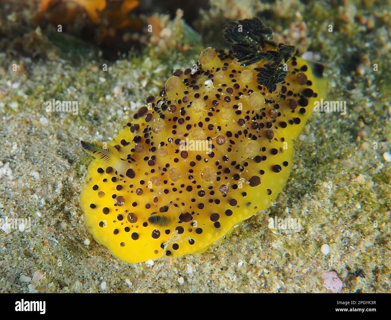 Dark spotted doris (Doris) . Dive site Sodwana Bay National Park ...