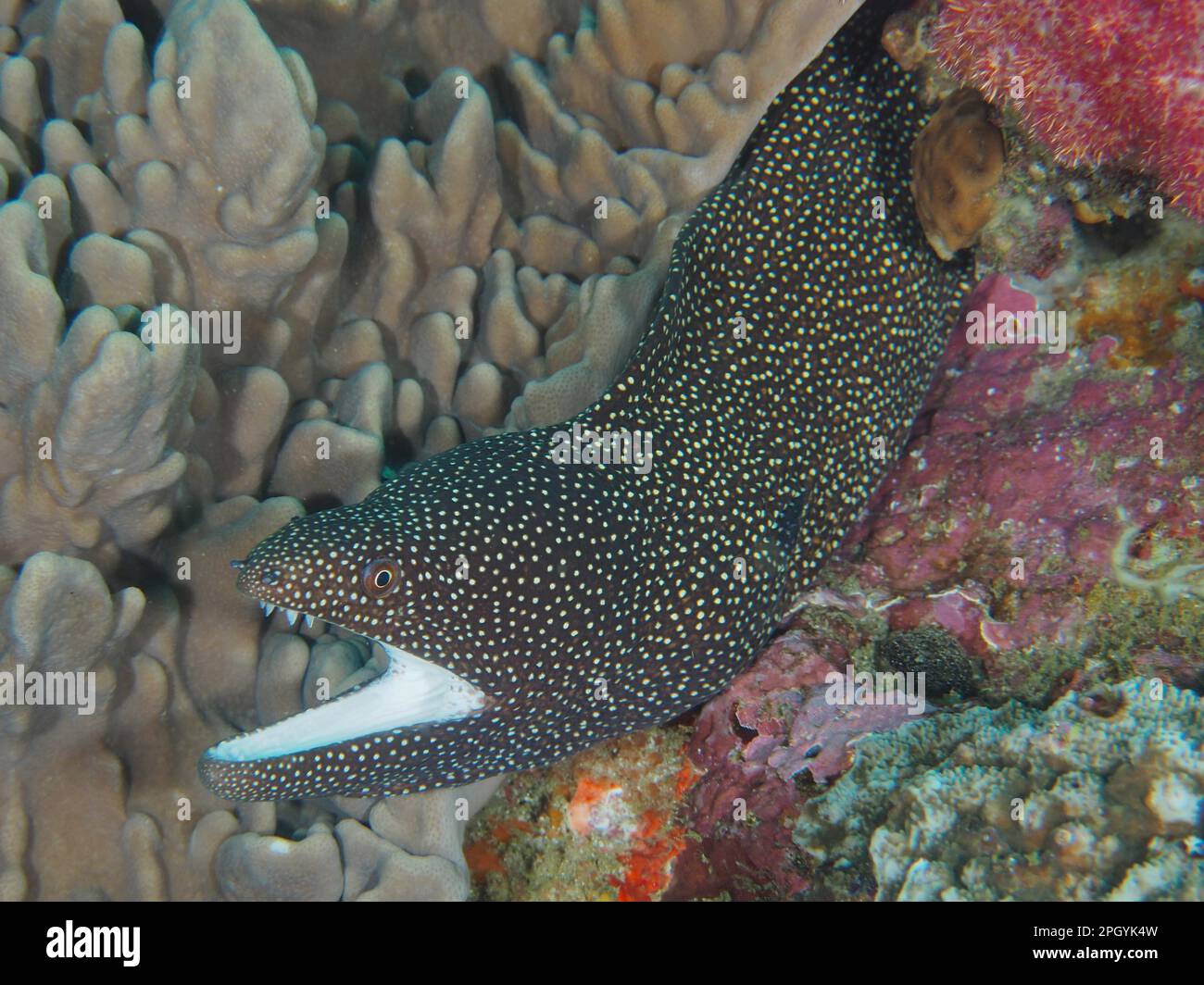 Turkey moray (Gymnothorax meleagris) with open mouth, Sodwana Bay ...