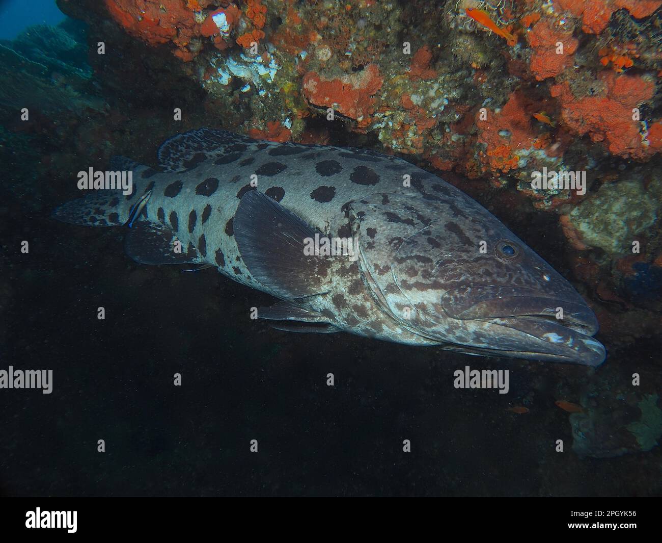 Potato grouper (Epinephelus tukula), Sodwana Bay National Park dive ...