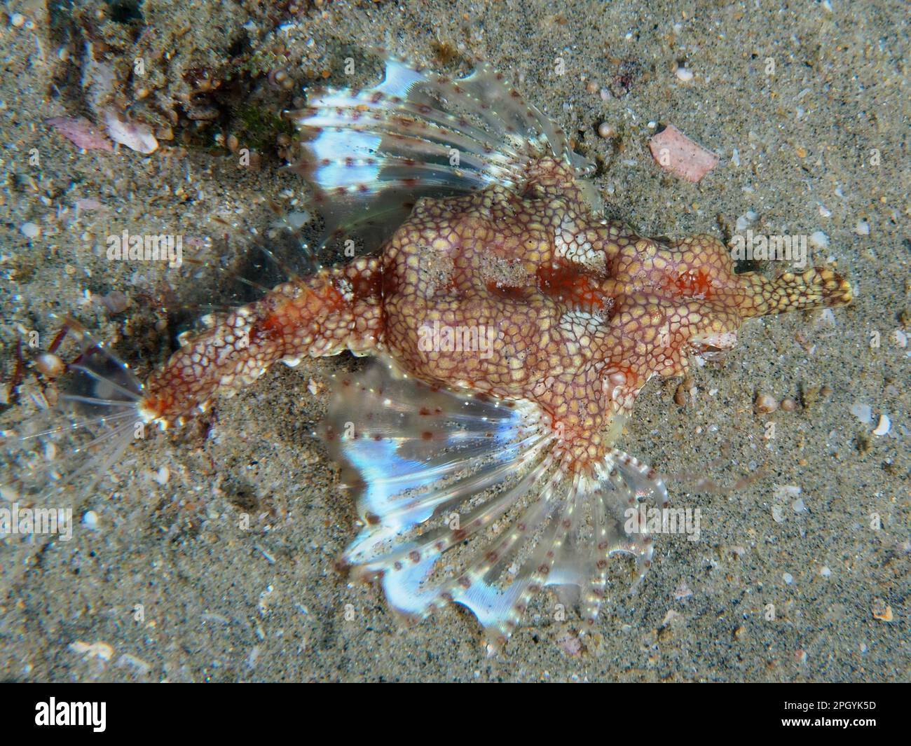 A little dragonfish (Eurypegasus draconis), bony fish, shows its white ...