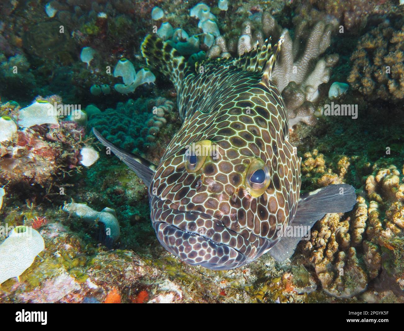 Portrait of honeycomb grouper (Epinephelus macrospilos), Sodwana Bay ...