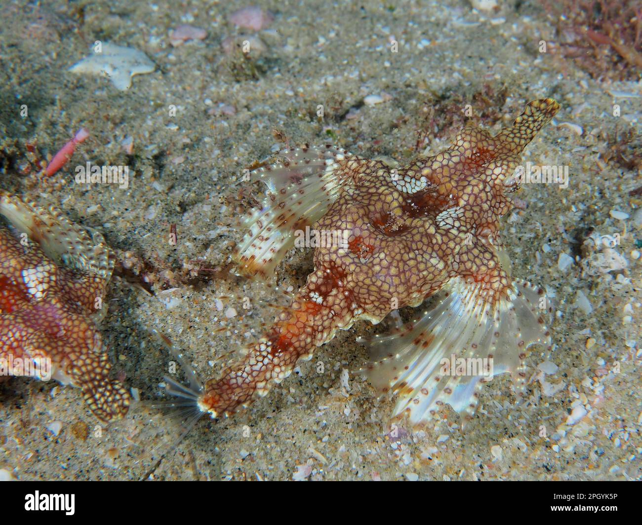A little dragonfish (Eurypegasus draconis), bony fish, shows its white ...
