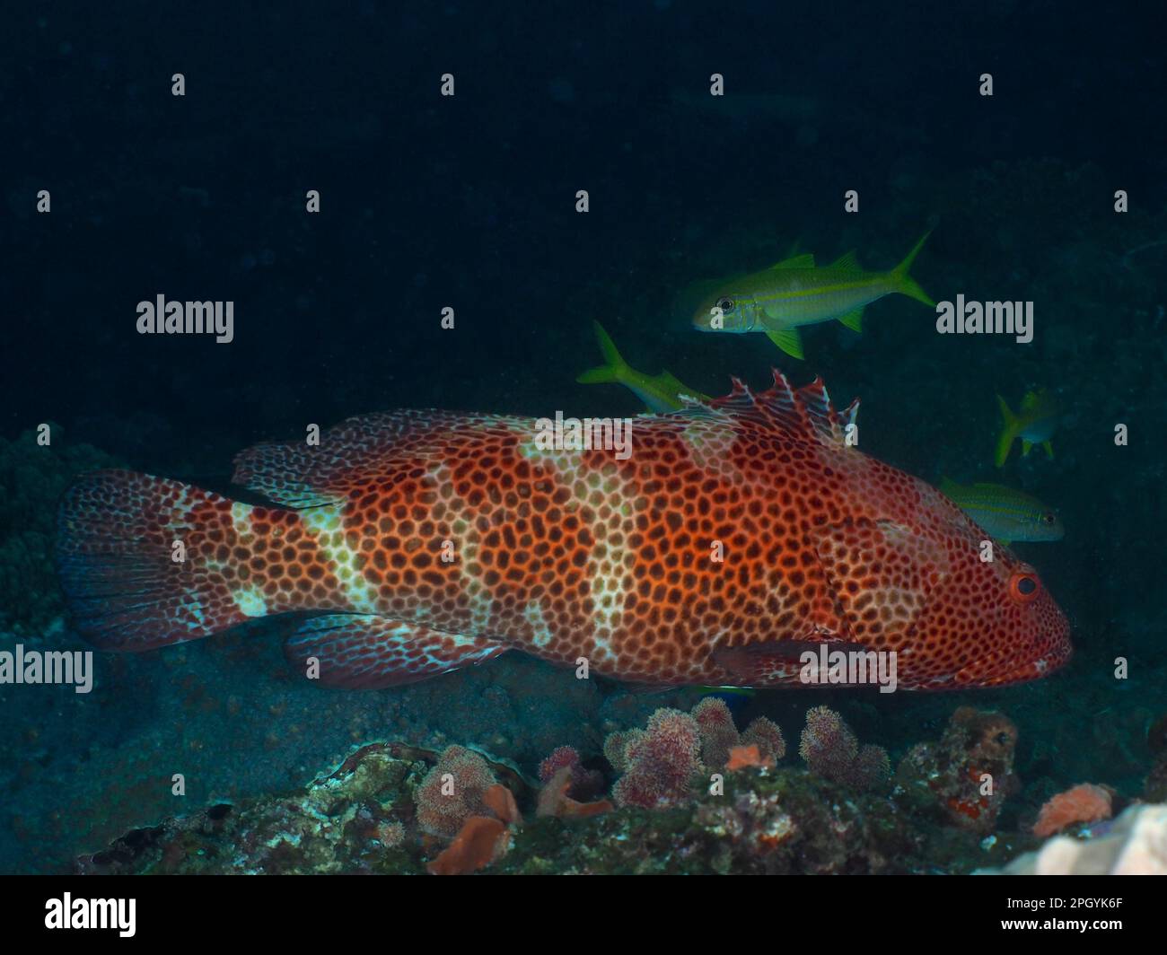 Grouper (Epinephelus posteli), Sodwana Bay National Park Dive Site ...