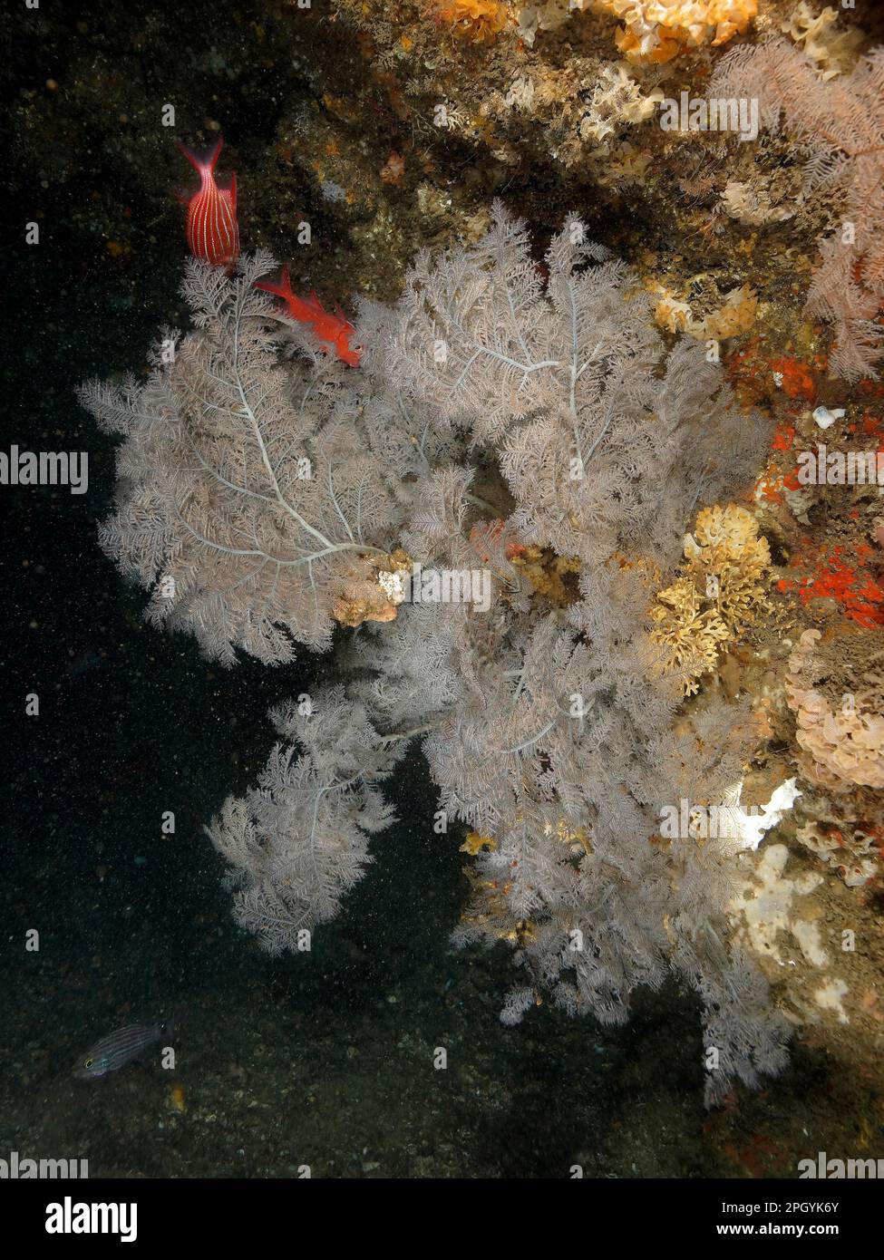 Antipathes dendrochristos hi-res stock photography and images - Alamy