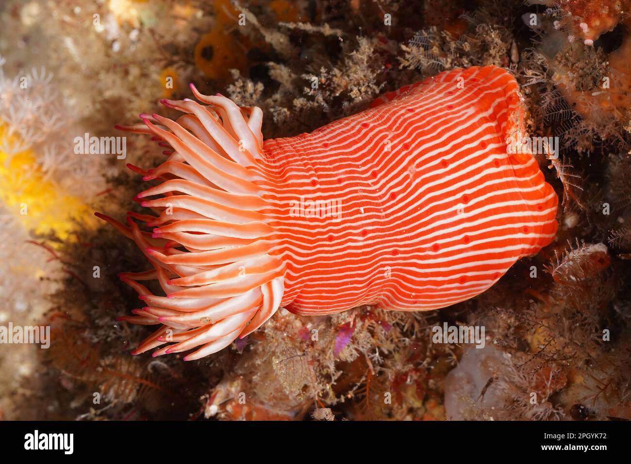 Korsaranthus natalensis hi-res stock photography and images - Alamy