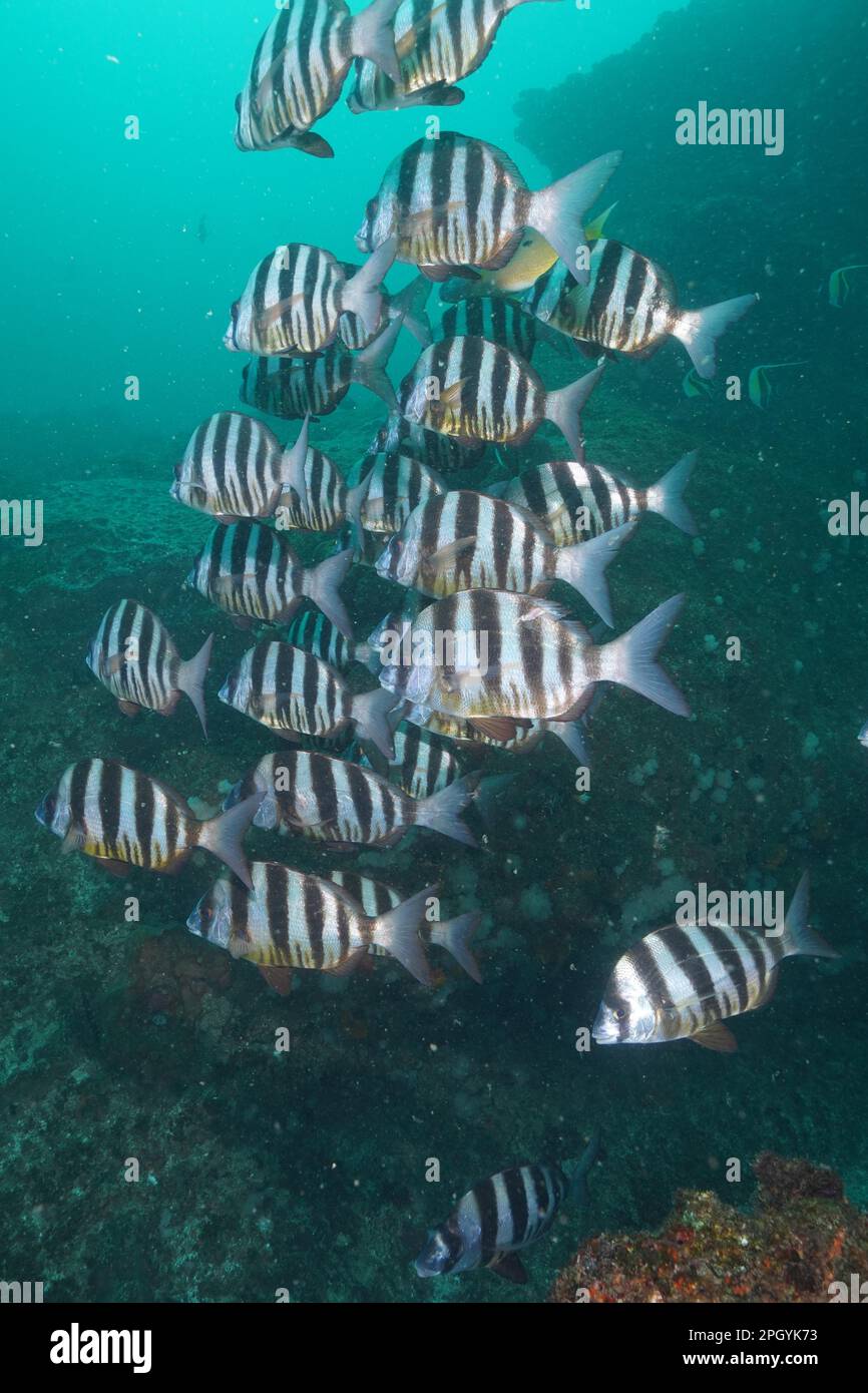 Group of zebra sea bream (Diplodus cervinus hottentotus), Aliwal Shoal ...