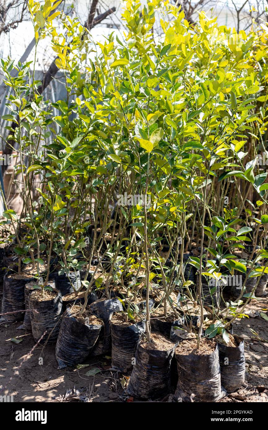 Citrus plant seedlings in nursery for sale Stock Photo - Alamy