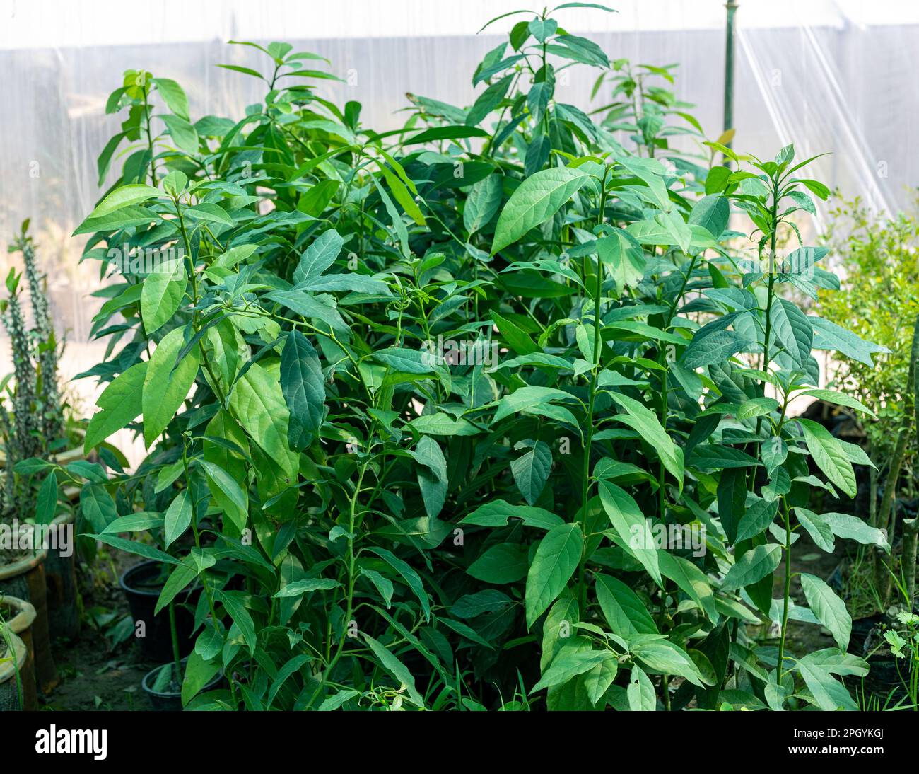 Avocado seedlings plants in greenhouse in plant nursery Stock Photo - Alamy