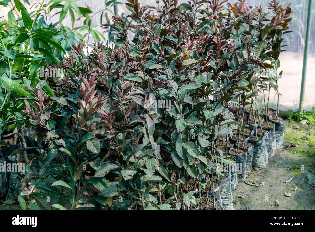 Black Guava seedlings in plant nursery Stock Photo - Alamy