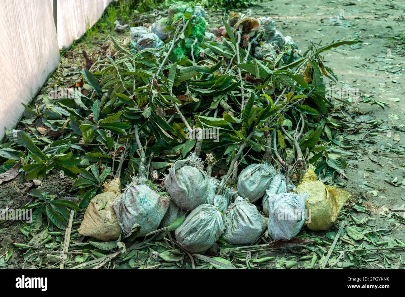 Loquat fruit plants with roots at garden center available for sale ...