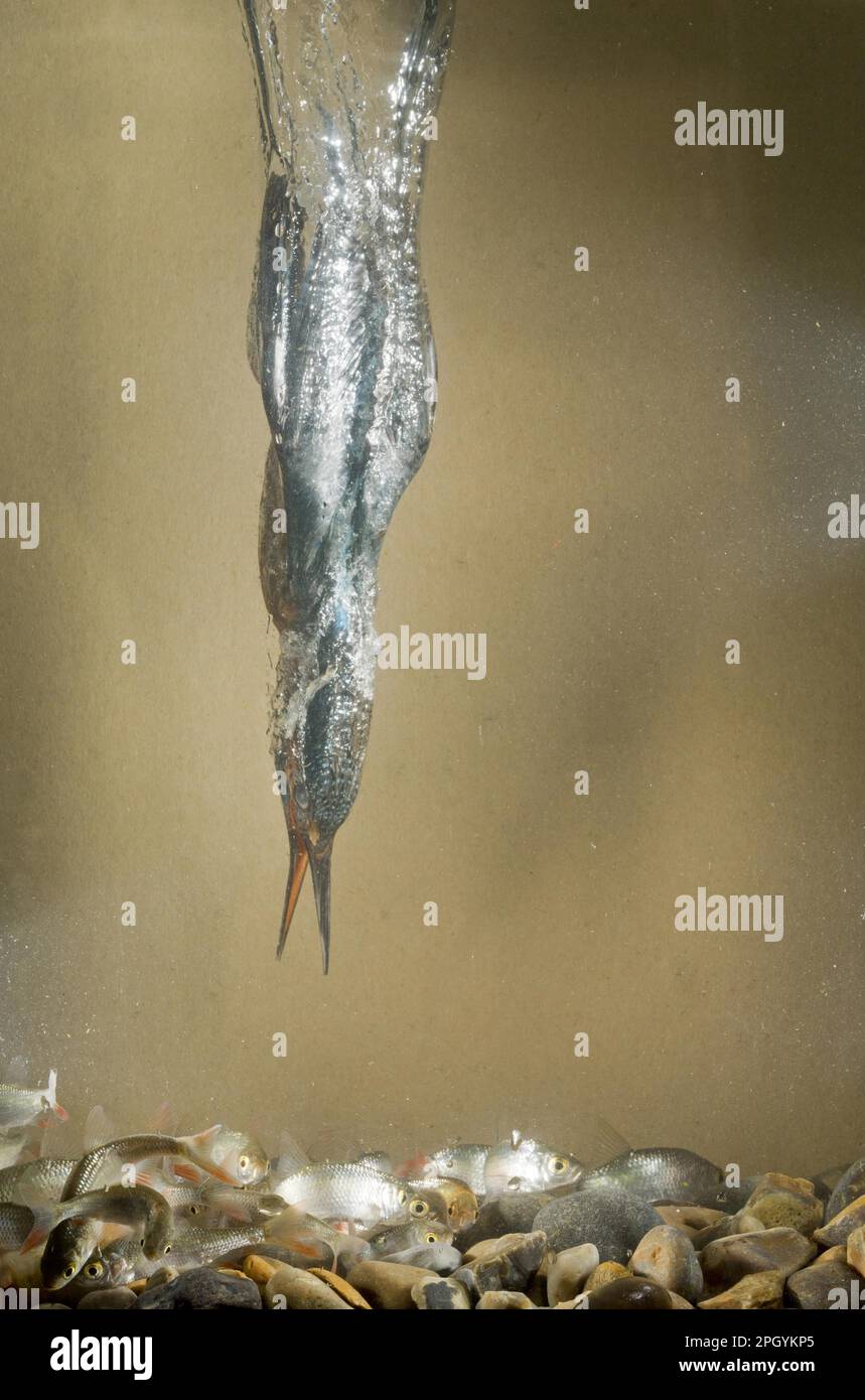 River fish british underwater europe hi-res stock photography and ...