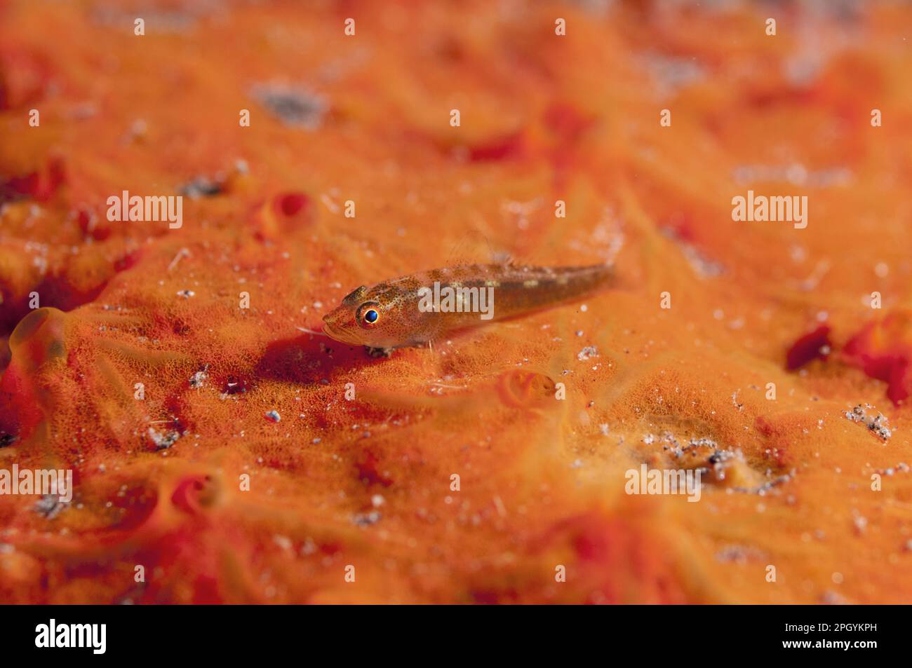 Toothy goby (Pleurosicya mossambica), Mozambique Dwarf Gobies, Other ...