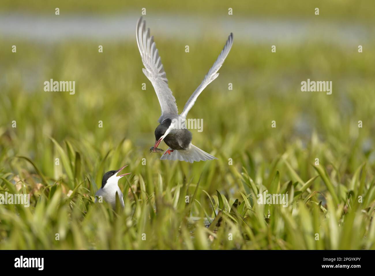 Whiskered Tern (Chlidonias hybrida) adult pair, breeding plumage, male ...