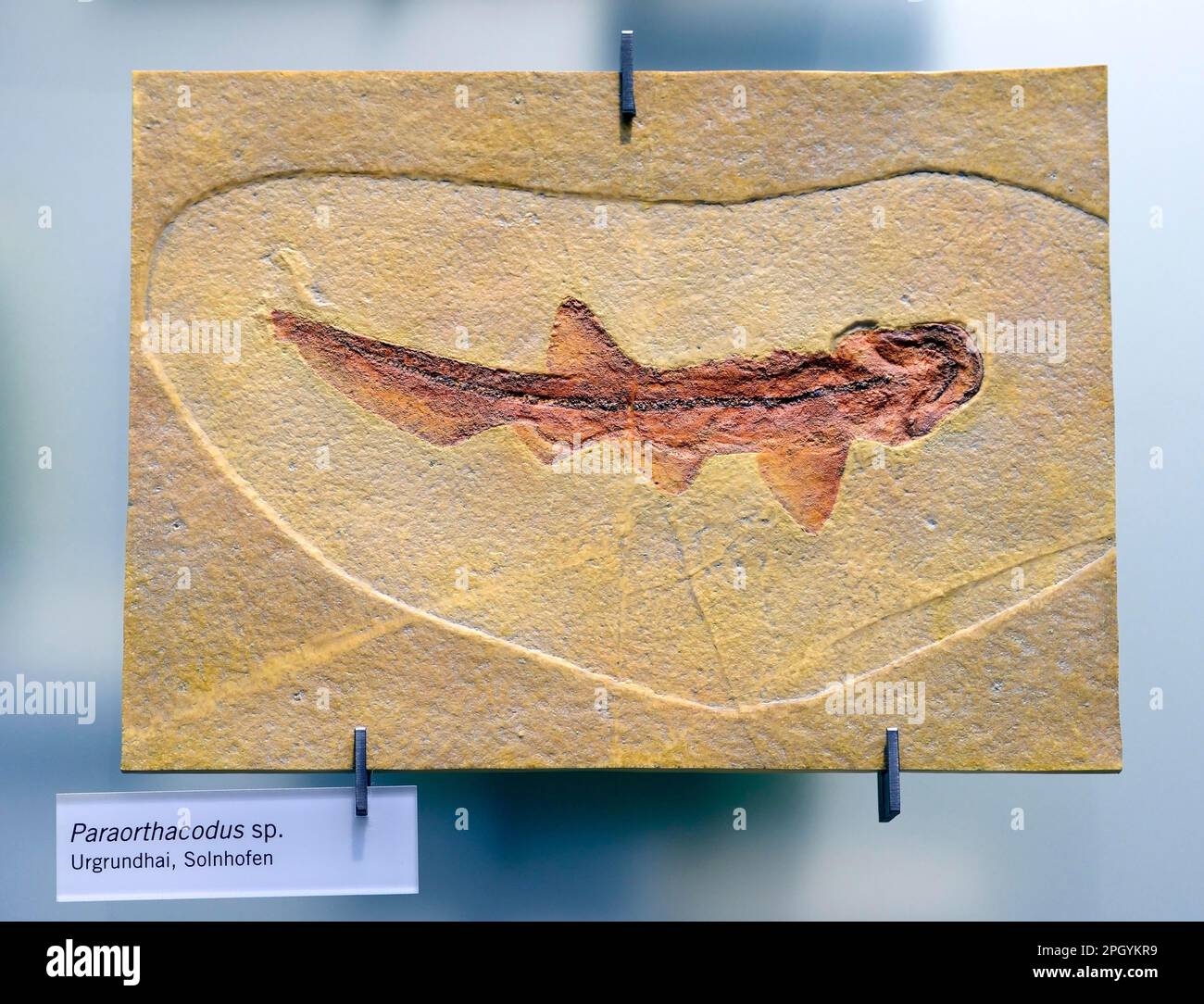 Fossilisation of a Primitive Basking Shark (Paraorthacodus), Museum ...