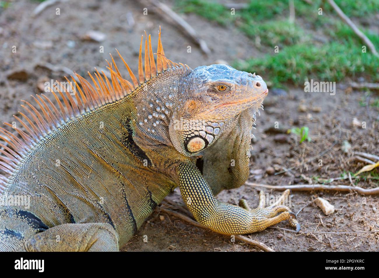 image of iguana lizard in nature. photo of iguana lizard reptile ...