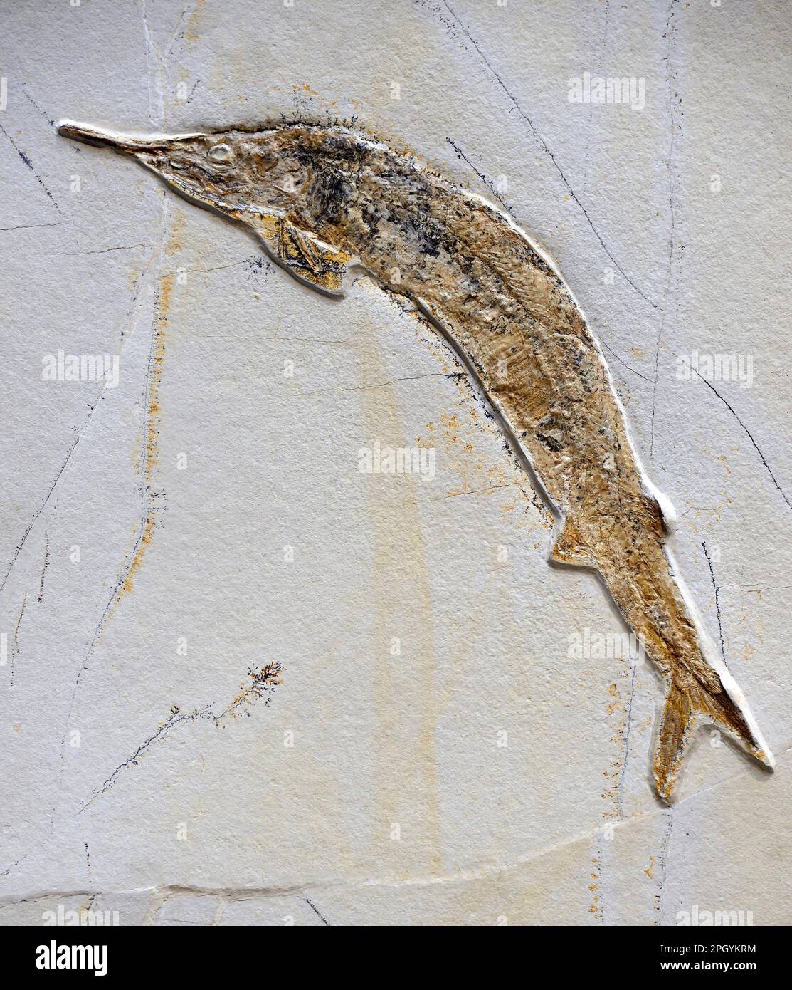 Fossilisation of a scabbardfish (Aspidorhynchus acutirostris), Museum ...