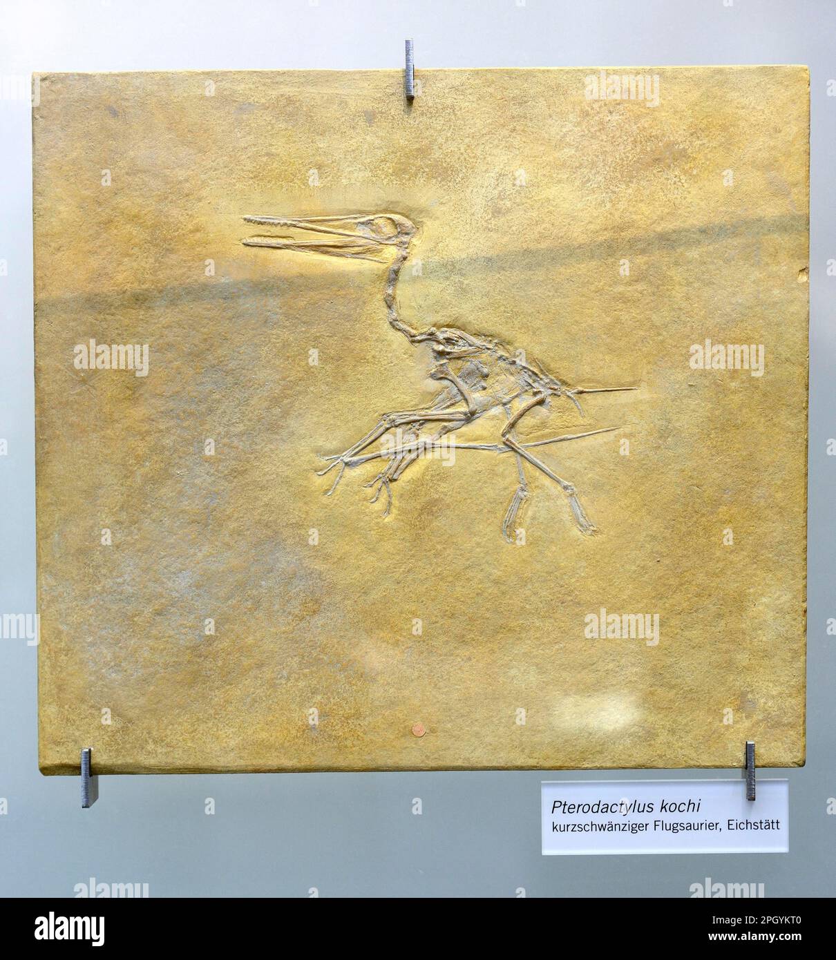 Fossilisation of a short-tailed pterosaur (Pterodactylus kochi), Museum ...