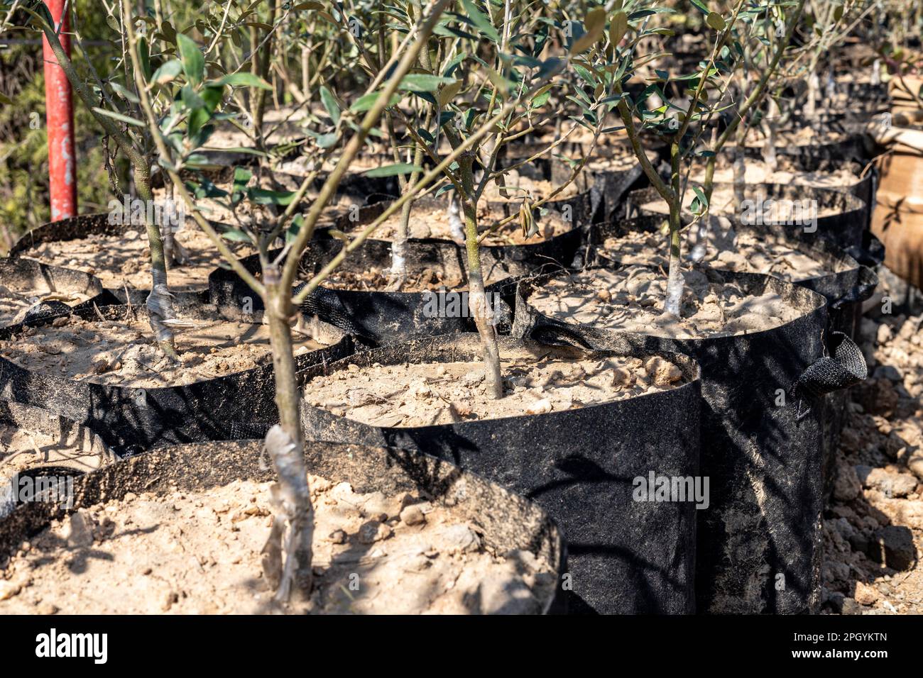 Olive plant grafting hi-res stock photography and images - Alamy
