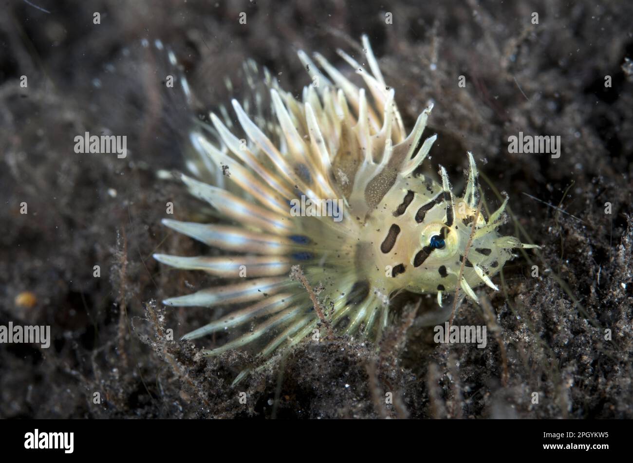 Broadbarred firefish (Pterois antennata), Scorpionfish, Scorpionfish ...