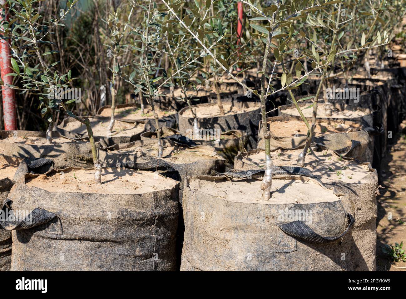 Olive grafted plants in growbags at plant nursery Stock Photo - Alamy
