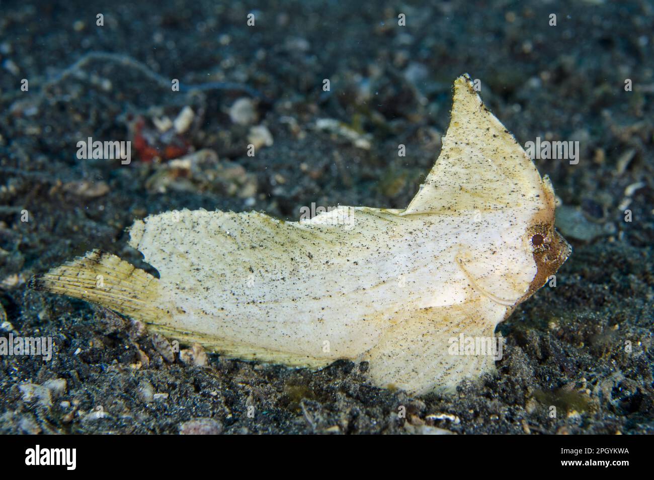 Spiny waspfish (Ablabys macracanthus), Other animals, Fish, Animals ...