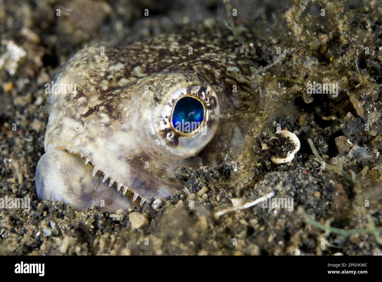 Painted Lizardfish, Painted Lizardfish, Animals, Other animals, Fish ...