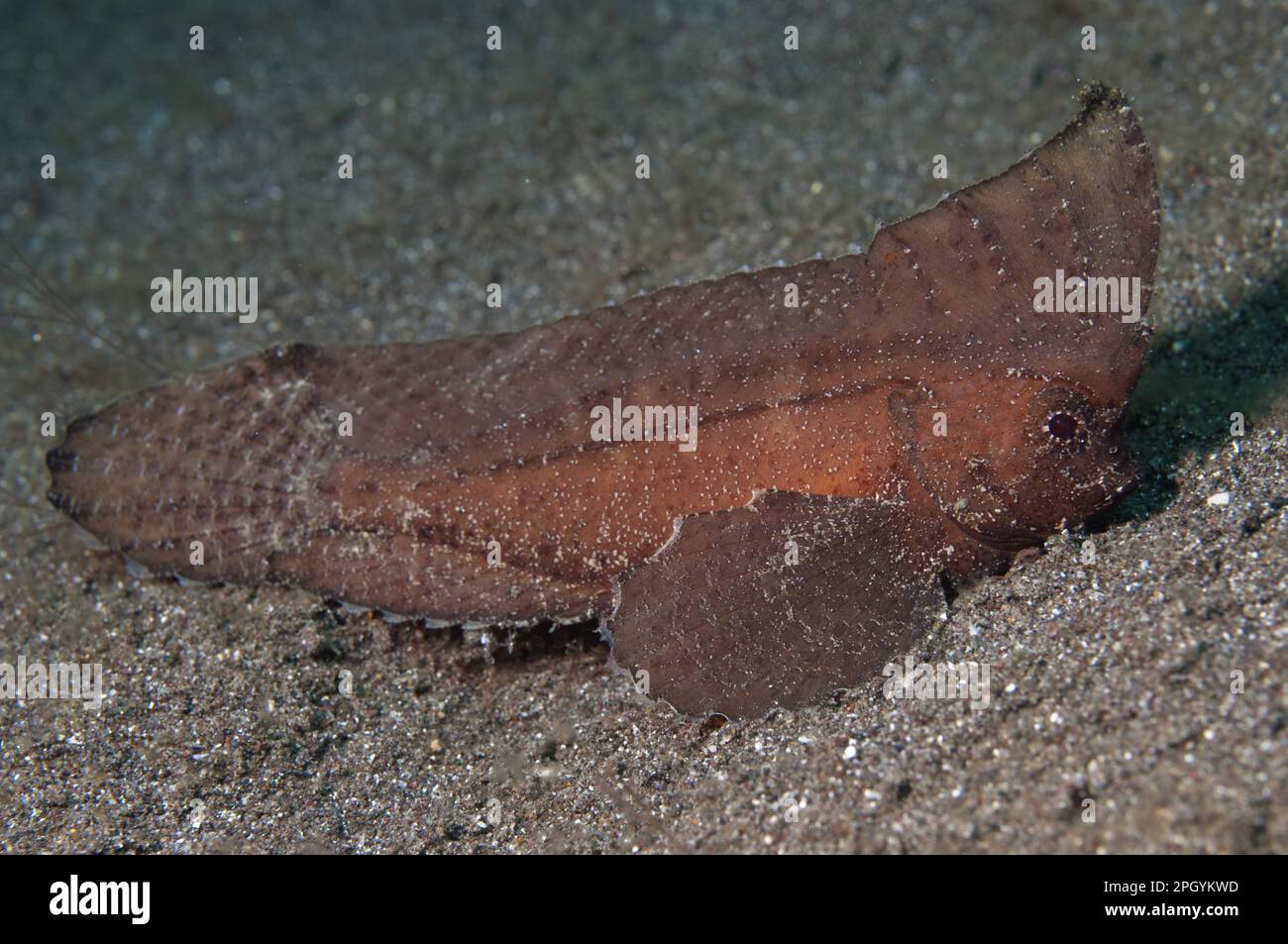 Spiny waspfish (Ablabys macracanthus), Other animals, Fish, Animals ...