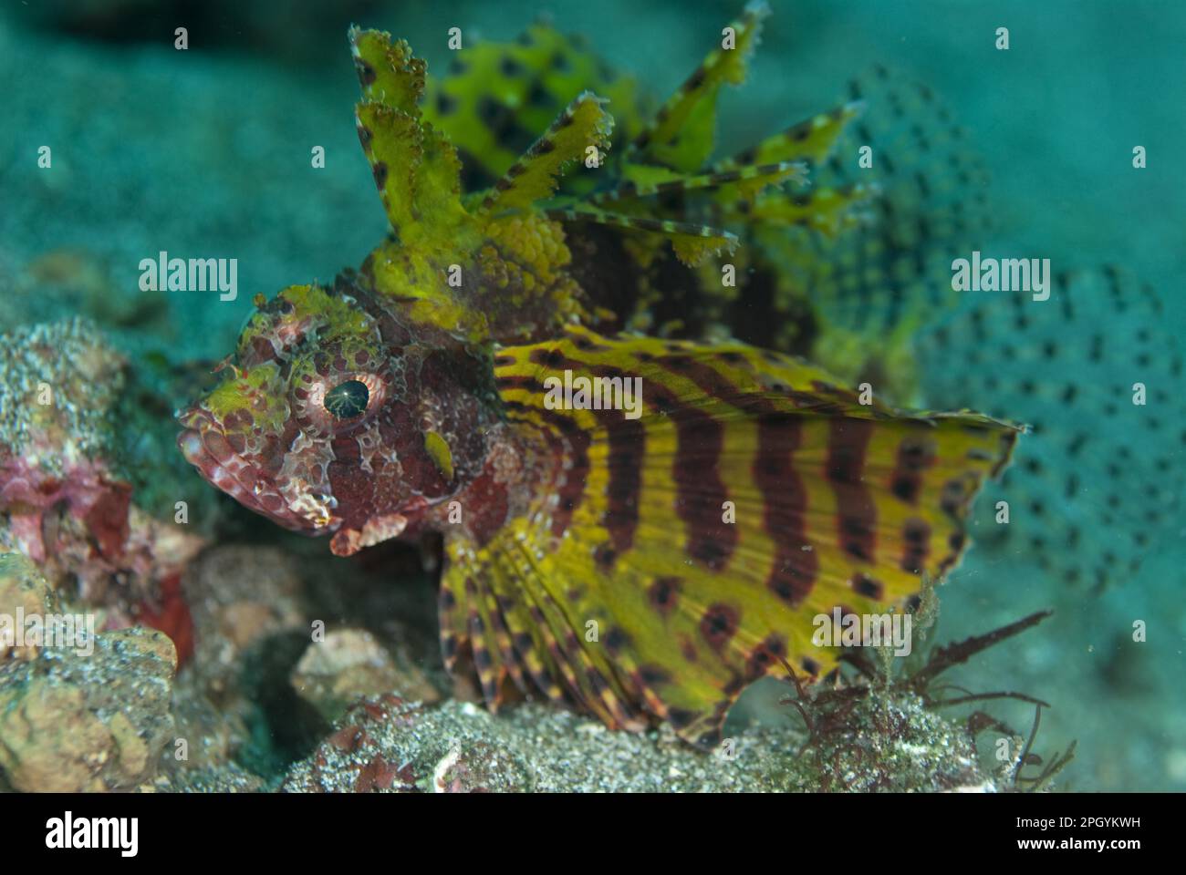 Hawaiian lionfishes (Dendrochirus brachypterus), Other animals, Fish ...